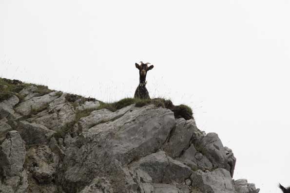 Euskalgeodibertsitatea: ESTOS DE LA GEODIVERSIDAD ESTAN COMO UNA CABRA