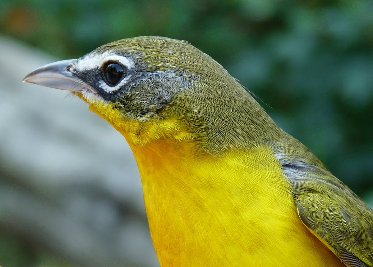 Bird banding - Connecticut Audubon Society