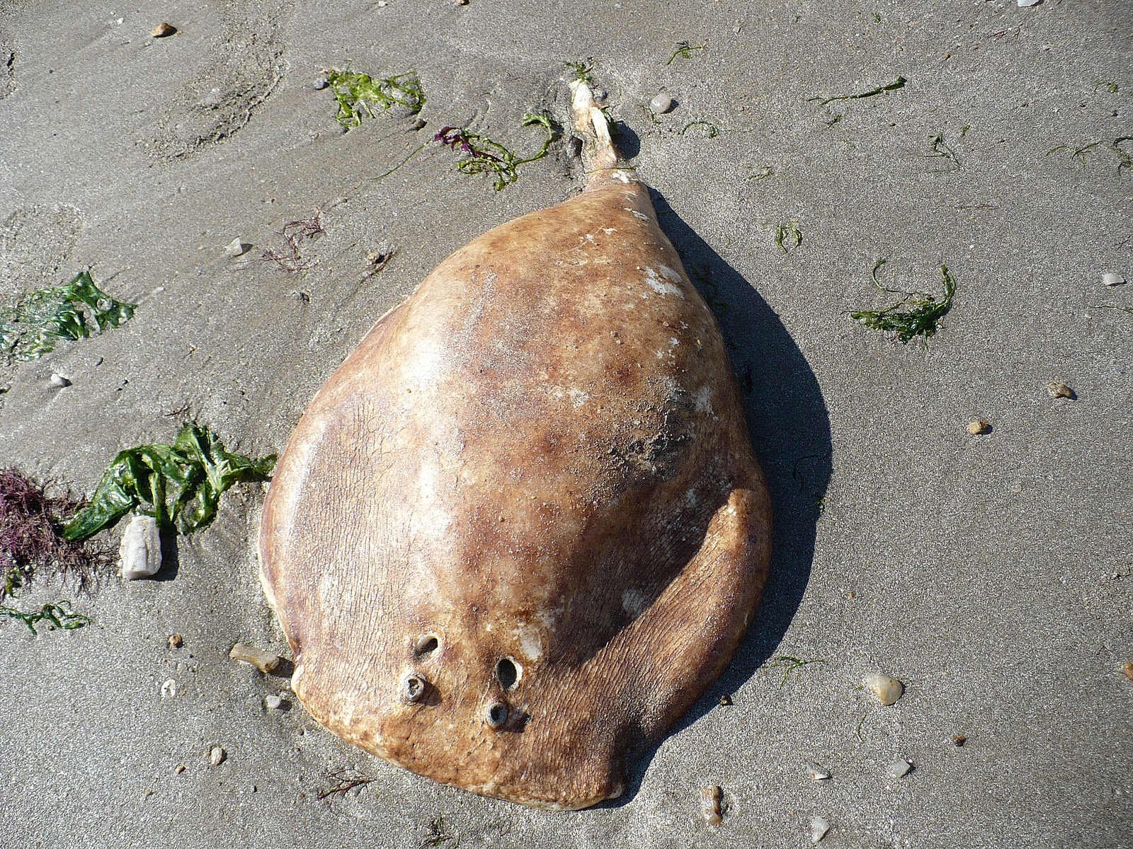Quelques images de la nature: Torpille