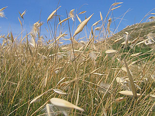 MoroCult: native plant for morocco