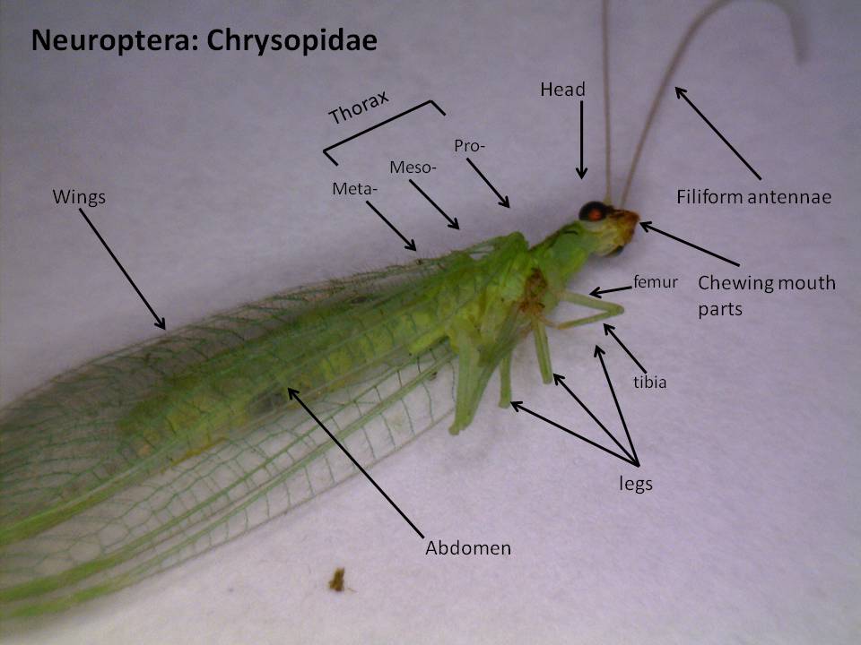 EntomologyIPM: Insect structures: what's in the bag?