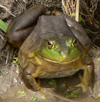 The Portland Six: The American Bullfrog