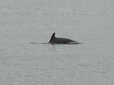 Turn Left at Bognor Pier: Walk 196 -- Rosemarkie to Cromarty