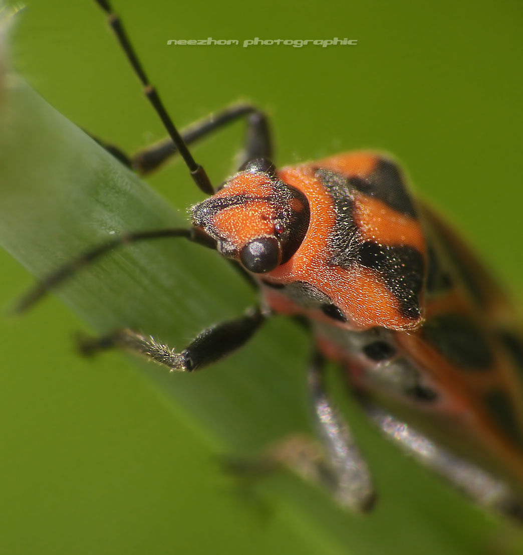 My Shield bug photo gallery ~ Neezhom