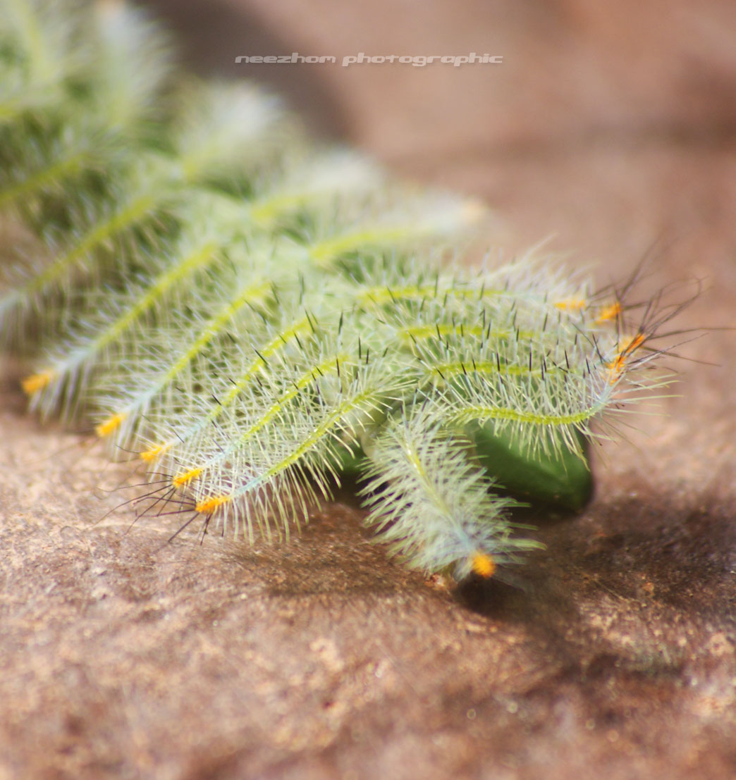Koleksi Pilihan gambar Ulat Beluncas