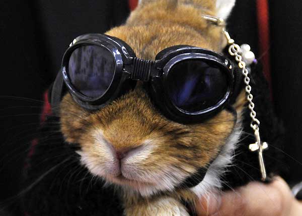 Fancy rabbits at Rabbit Festa ~ Weird and wonderful news library