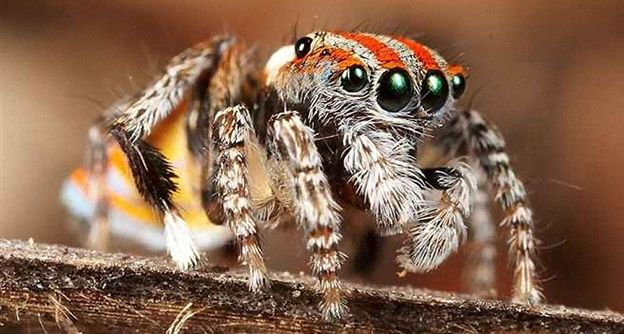 Labah-labah 'merak' kecil yang berwarna-warni - Unikversiti