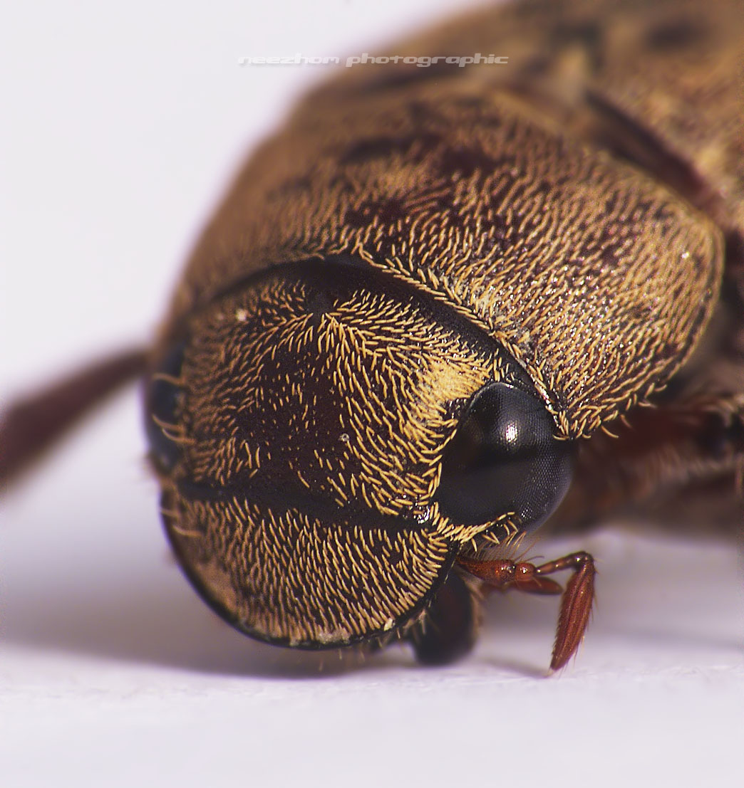 Light brown Beetle ~ Weird and wonderful news library