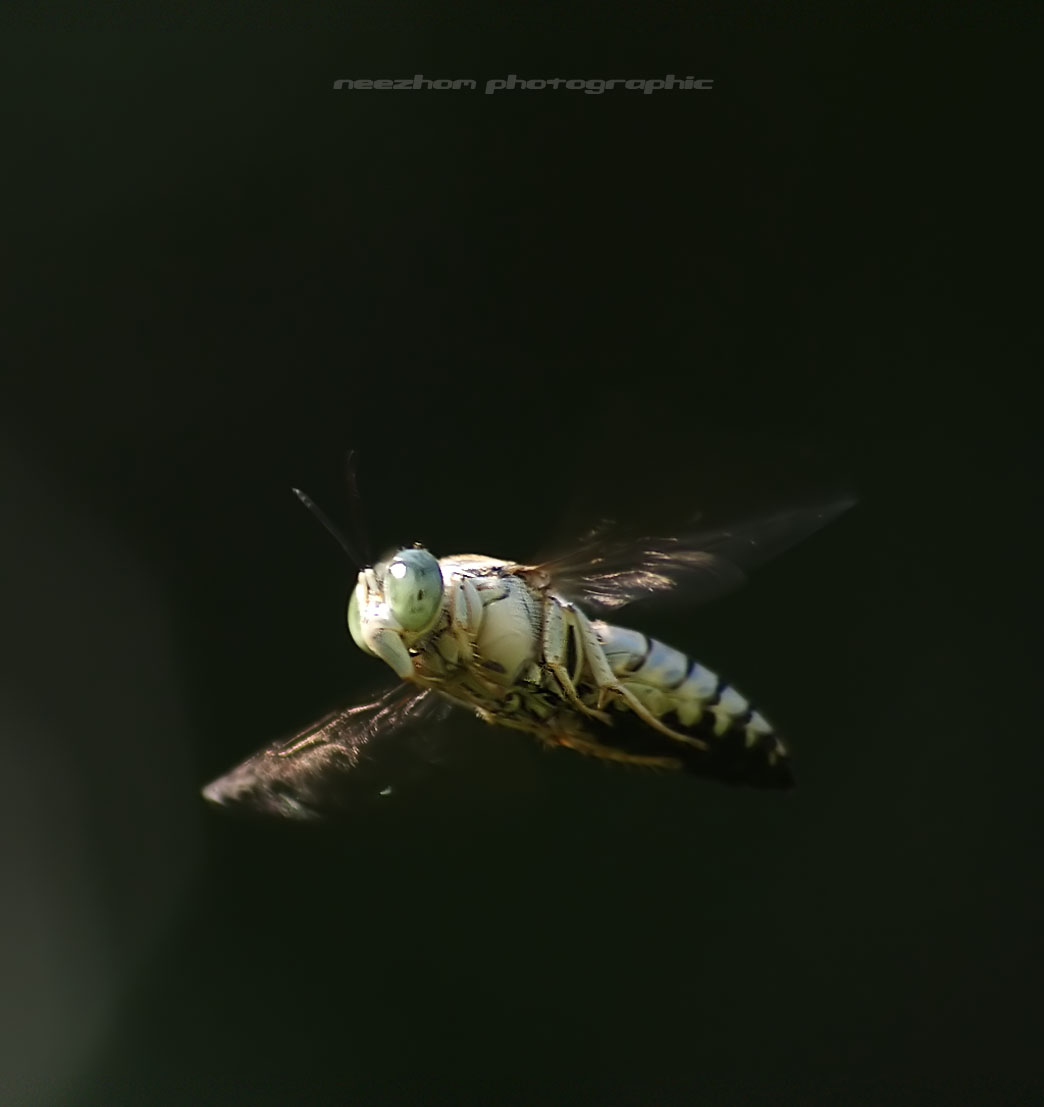 Koleksi gambar serangga sedang terbang dari saya - Unikversiti