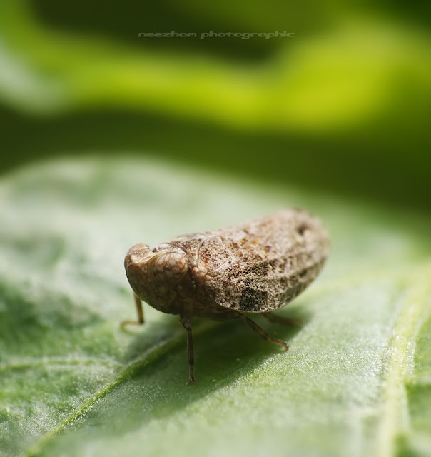 Brown Planthopper ~ Neezhom