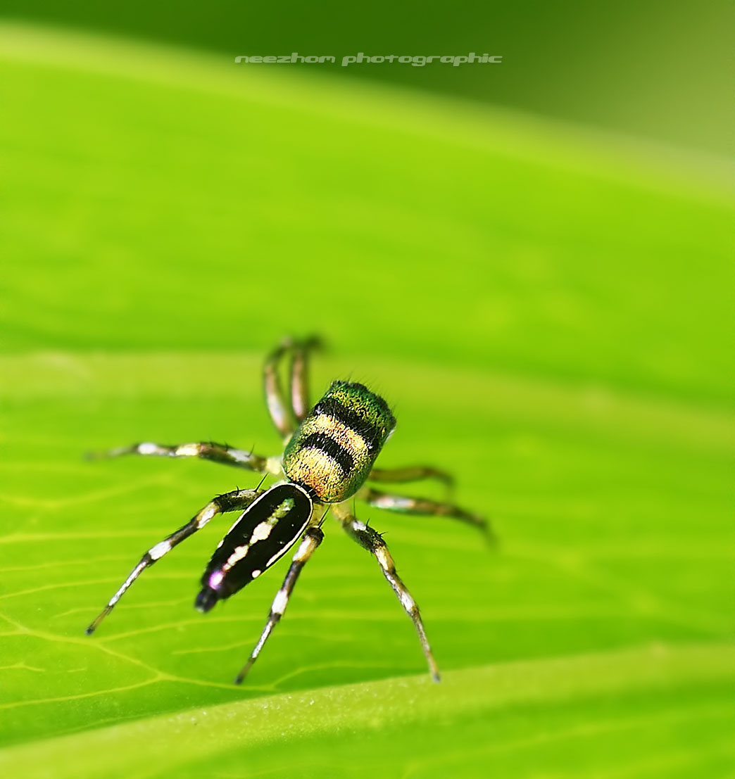 Koleksi Pilihan gambar Labah-Labah