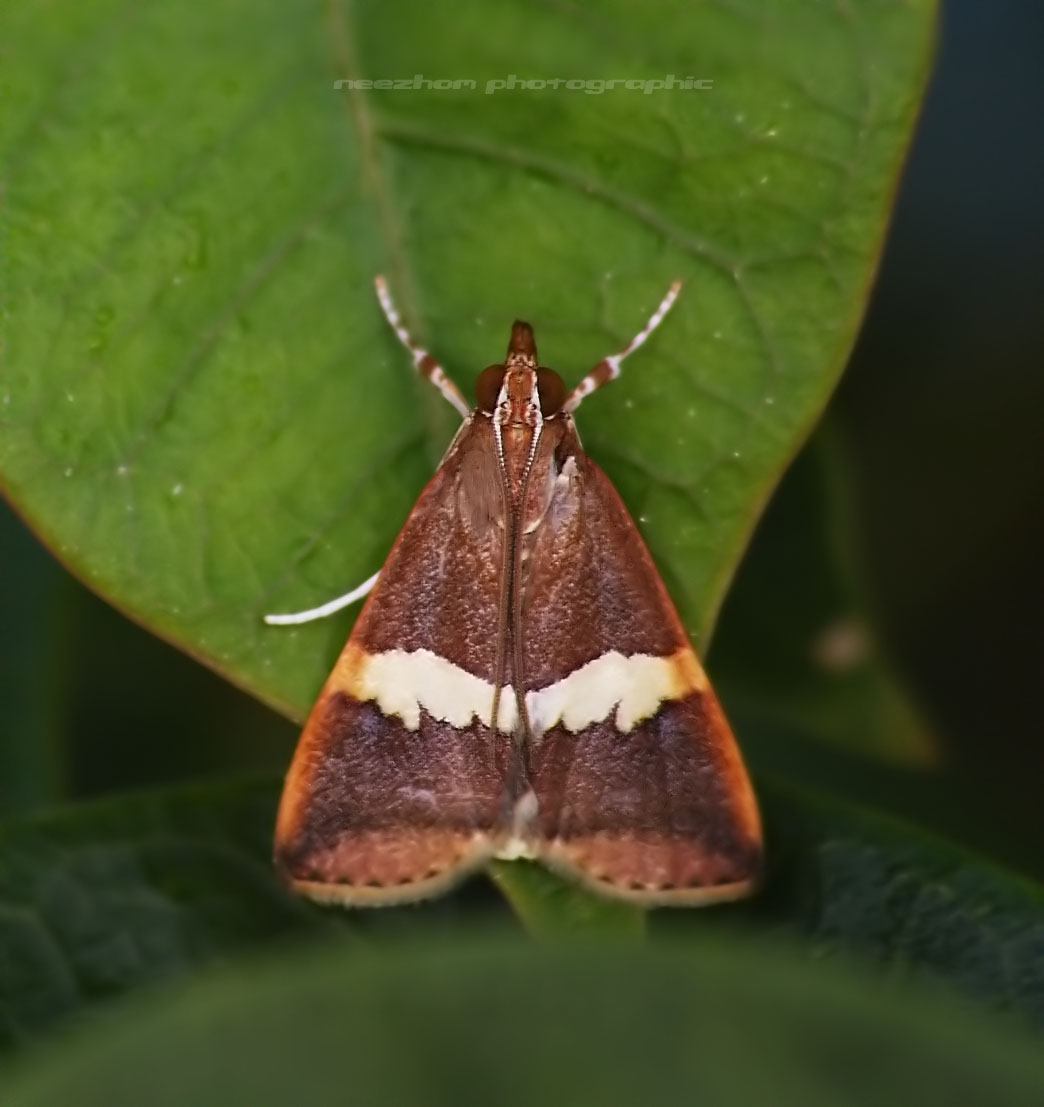 Moth wings patterns collection ~ Neezhom