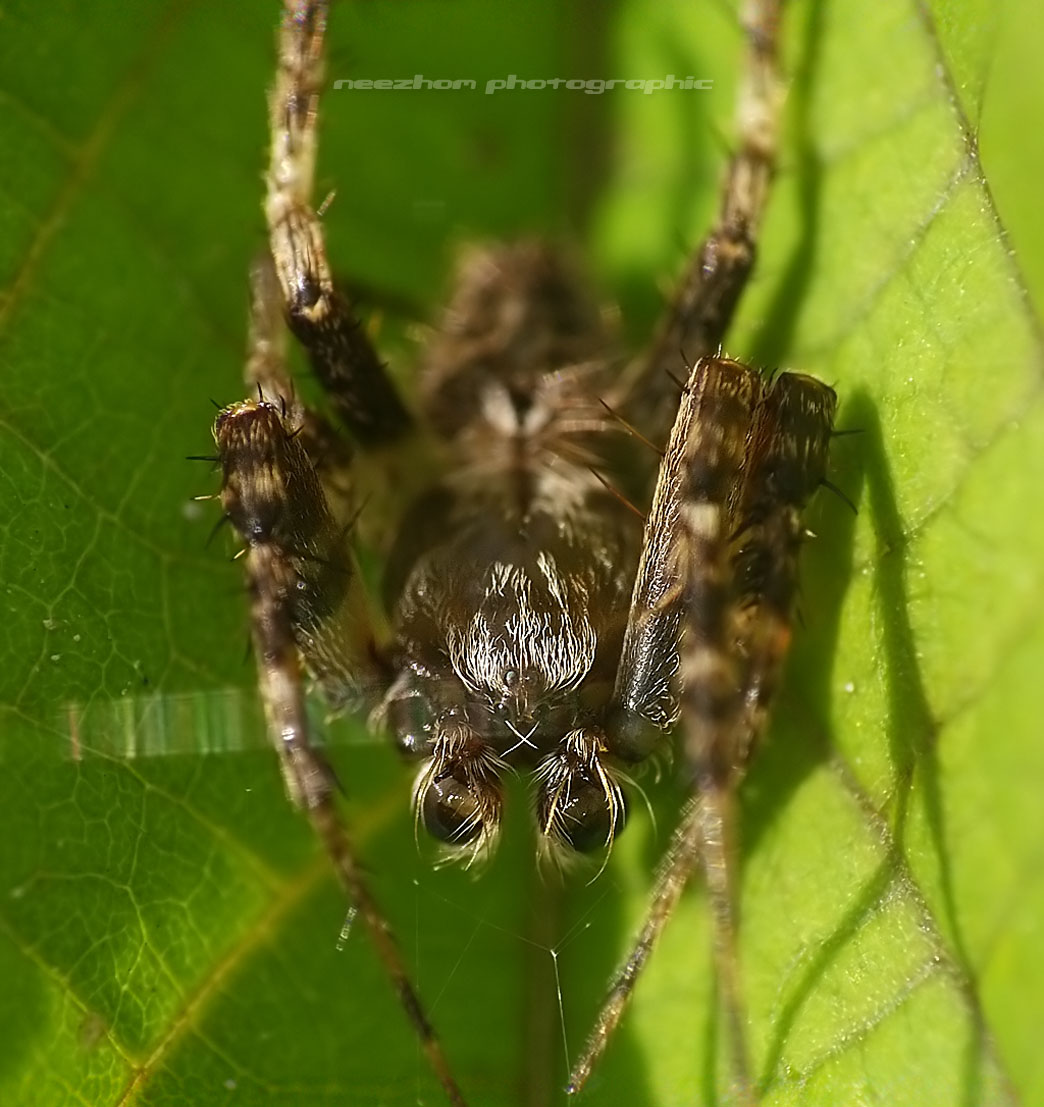 Koleksi Pilihan gambar Labah-Labah