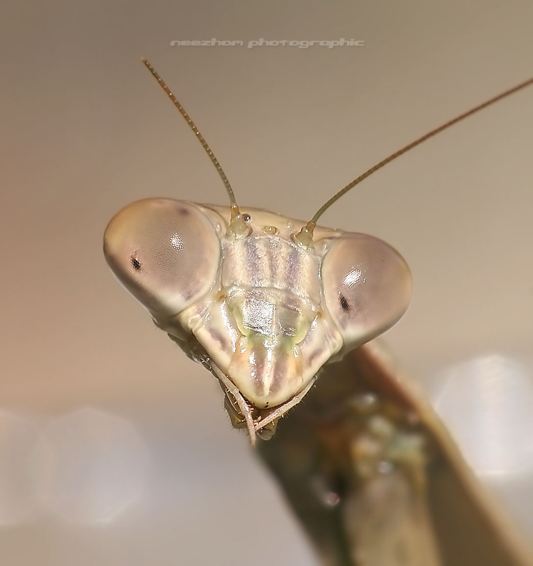 My Mantis photo gallery ~ Neezhom