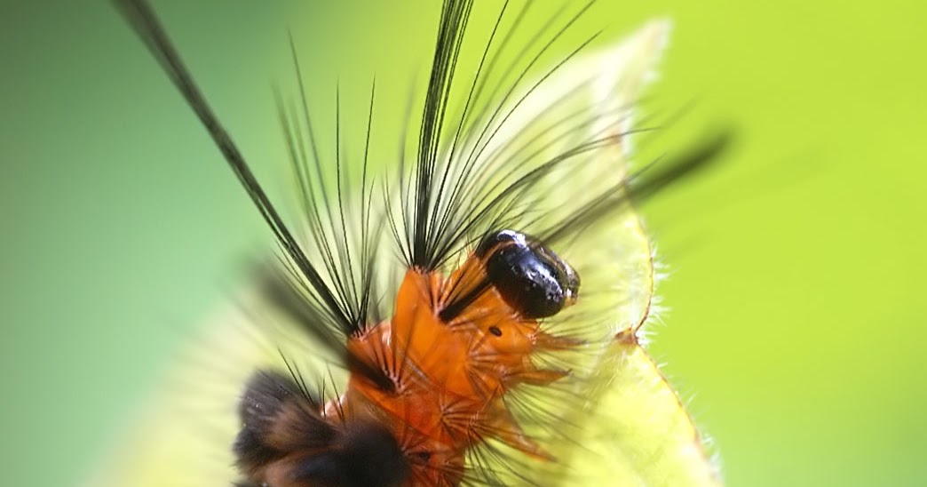 Koleksi Pilihan gambar Ulat Beluncas