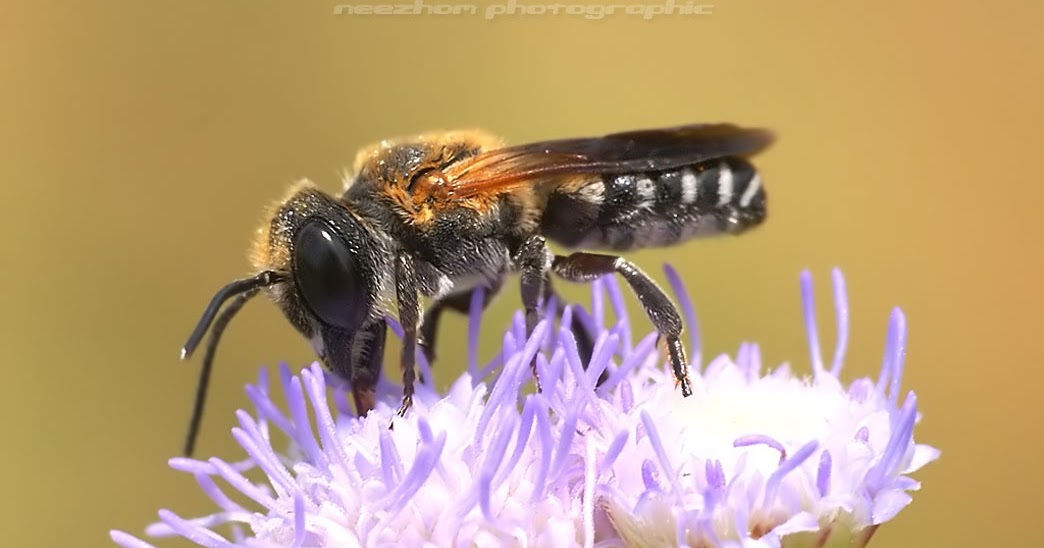 Koleksi Pilihan gambar Penyengat dan Tebuan