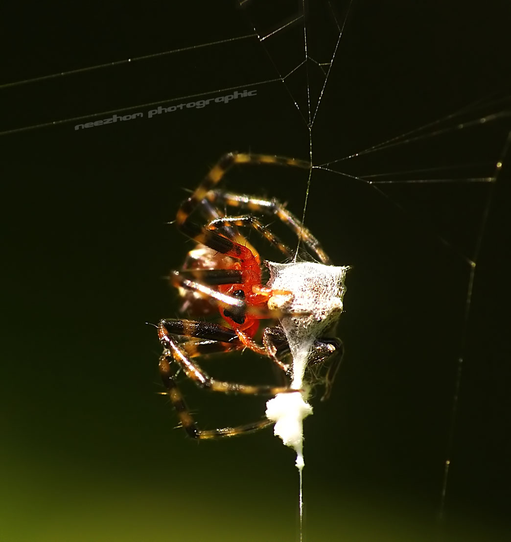 Koleksi Pilihan gambar Labah-Labah