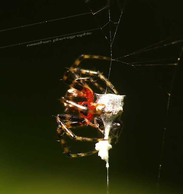 Koleksi Pilihan gambar Labah-Labah
