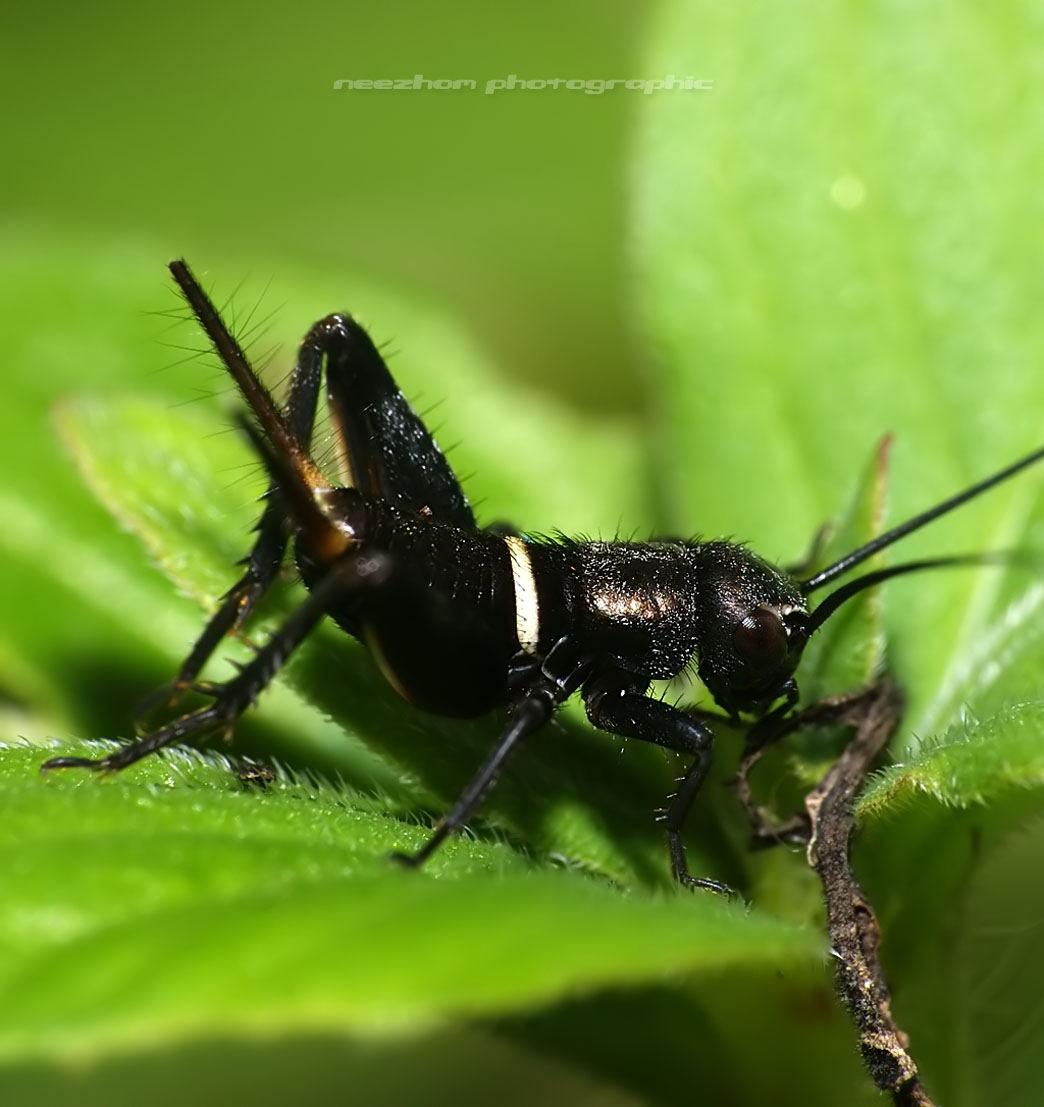 My Cricket photo gallery ~ Neezhom