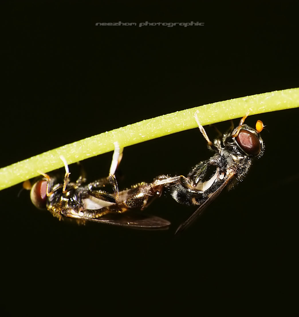 Koleksi gambar serangga sedang mengawan dari saya - Unikversiti