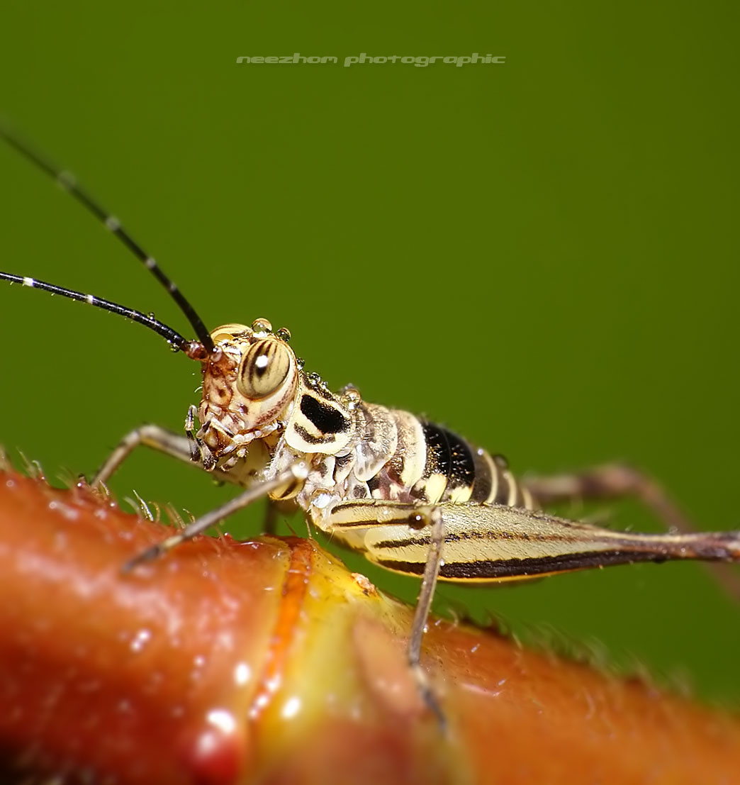Gambar Air terjun Sekayu, Hulu Terengganu ~ Neezhom