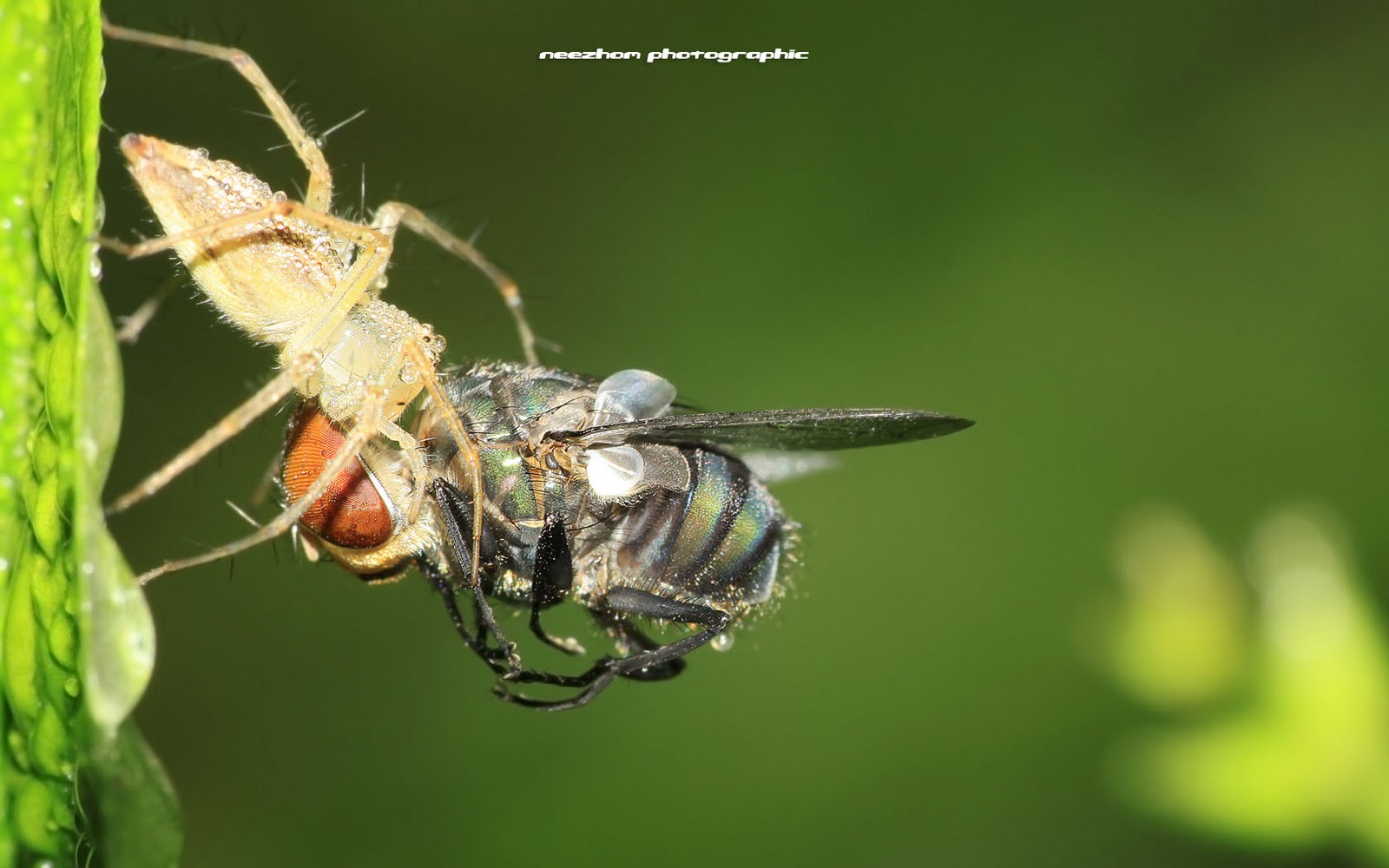 Koleksi Pilihan gambar Labah-Labah