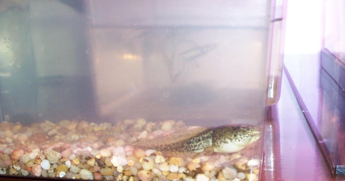 The Herper: Reptile and Amphibian Care: How to Care for Tadpoles