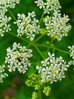 MONTESSORI BOTANY : Corolla - Indefinite Inflorescence ~ Pinegreenwoods