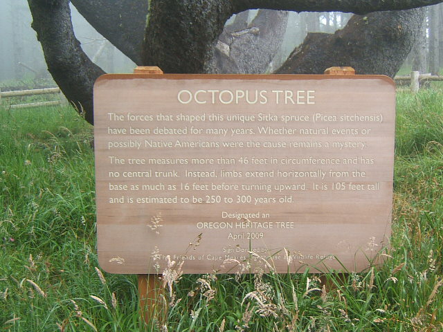 Matthew's Washington Trip: The Octopus Tree, Cape Meares State Park, OR
