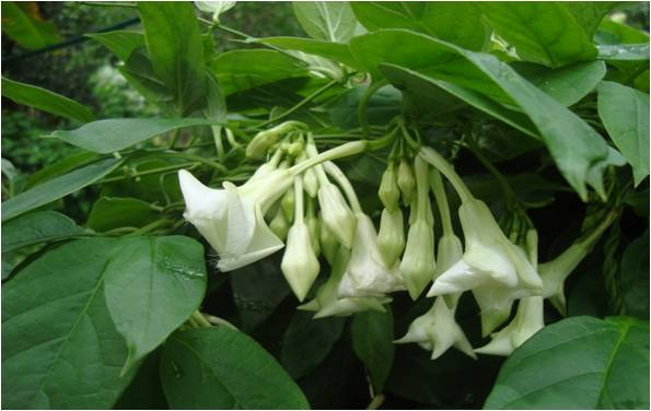 Bienvenidos: Loroco ( Fernaldia pandurata)
