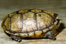 BIENVENIDO: ¿Que Es Pochitoque?