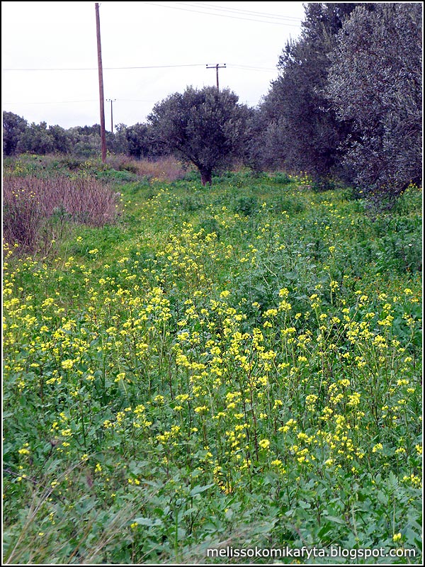 Μελισσοκομικα Φυτα: Λαψάνα ή Σινάπι (Sinapis)
