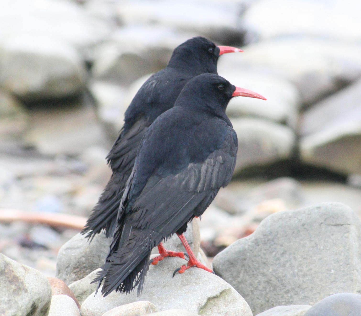 A life at the shoreline. .. by Jeff Copner : Choughed with Choughs`