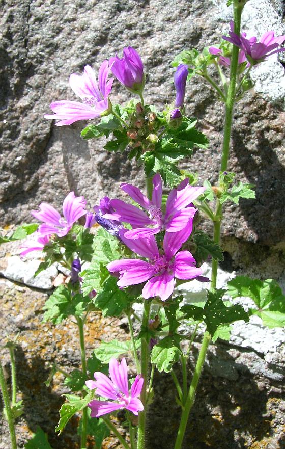 ΒΟΤΑΝΑ ΚΑΙ ΥΓΕΙΑ: Τα τρία είδη της πανέμορφης και ισχυρότατης μολόχας