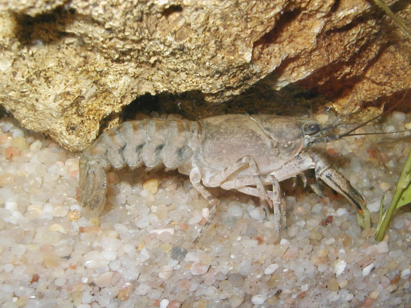 Environment And Going Green: ♥ Conservation Of White Clawed Crayfish Is ...