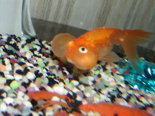 Photos d'un jour, photos de toujours: Poisson rouge