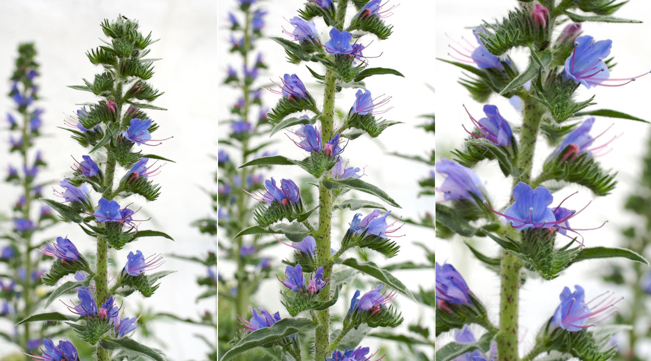 Flora Urbana: Miel de vipérine