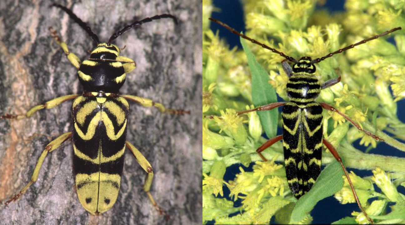 Flora Urbana: décembre 2010