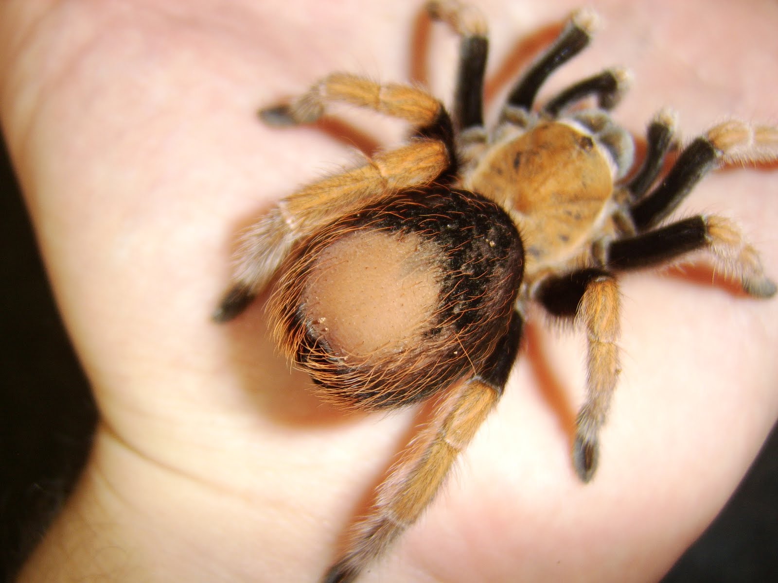 Bug Explorers: New arrival! Mexican Blood Leg Tarantula