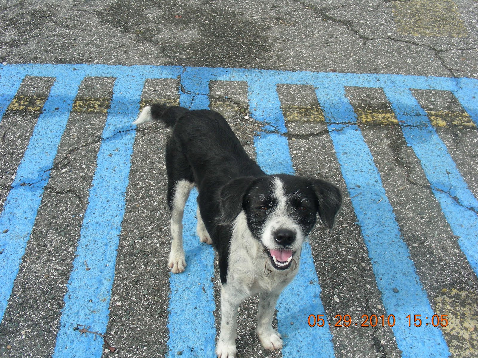 Hello Puerto Rico: Puerto Rican Dogs