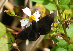 Miami Blue Chapter: Florida Duskywing by Linda Evans