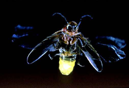 O saber não ocupa lugar!: Pirilampo - Como produz luz?