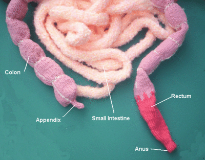 Knitting Bird: What Not To Knit