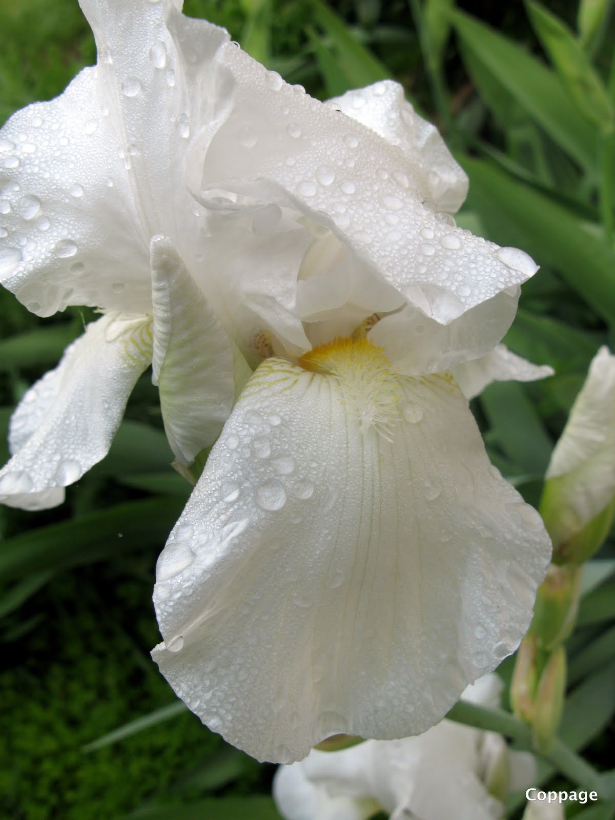 Villa Rustica: Truly a Bearded Iris by any other name is still a ...