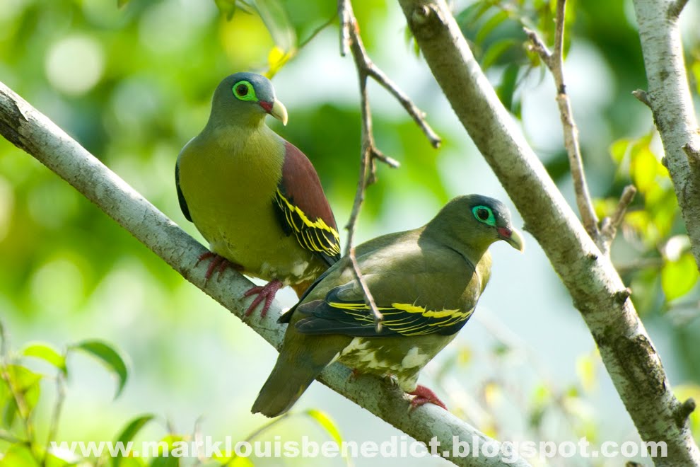 NATURAL WONDERS of BORNEO : A Wildlife Photography Blog: Thick-billed ...