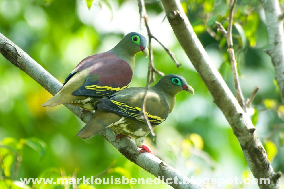 NATURAL WONDERS of BORNEO : A Wildlife Photography Blog: Thick-billed ...