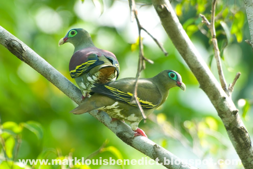 NATURAL WONDERS of BORNEO : A Wildlife Photography Blog: Thick-billed ...