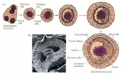 ashleydobbinbiol3500: Assignment 1: The Ovaries
