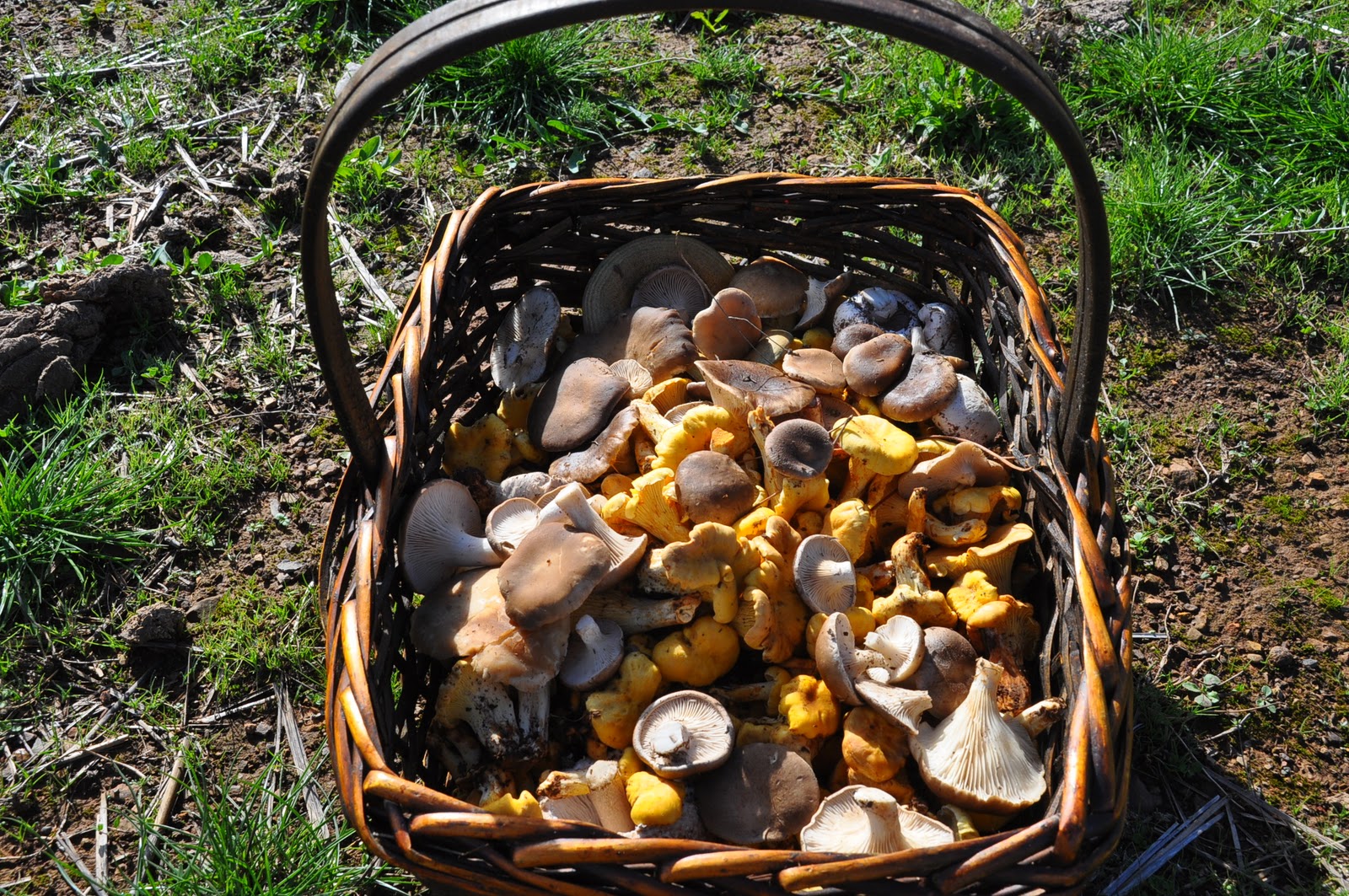 NUESTRA TIERRA Y SUS MARAVILLAS: SETAS EN SIERRA MORENA CÓRDOBA