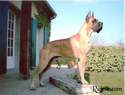 Great Danes: Great Danes.